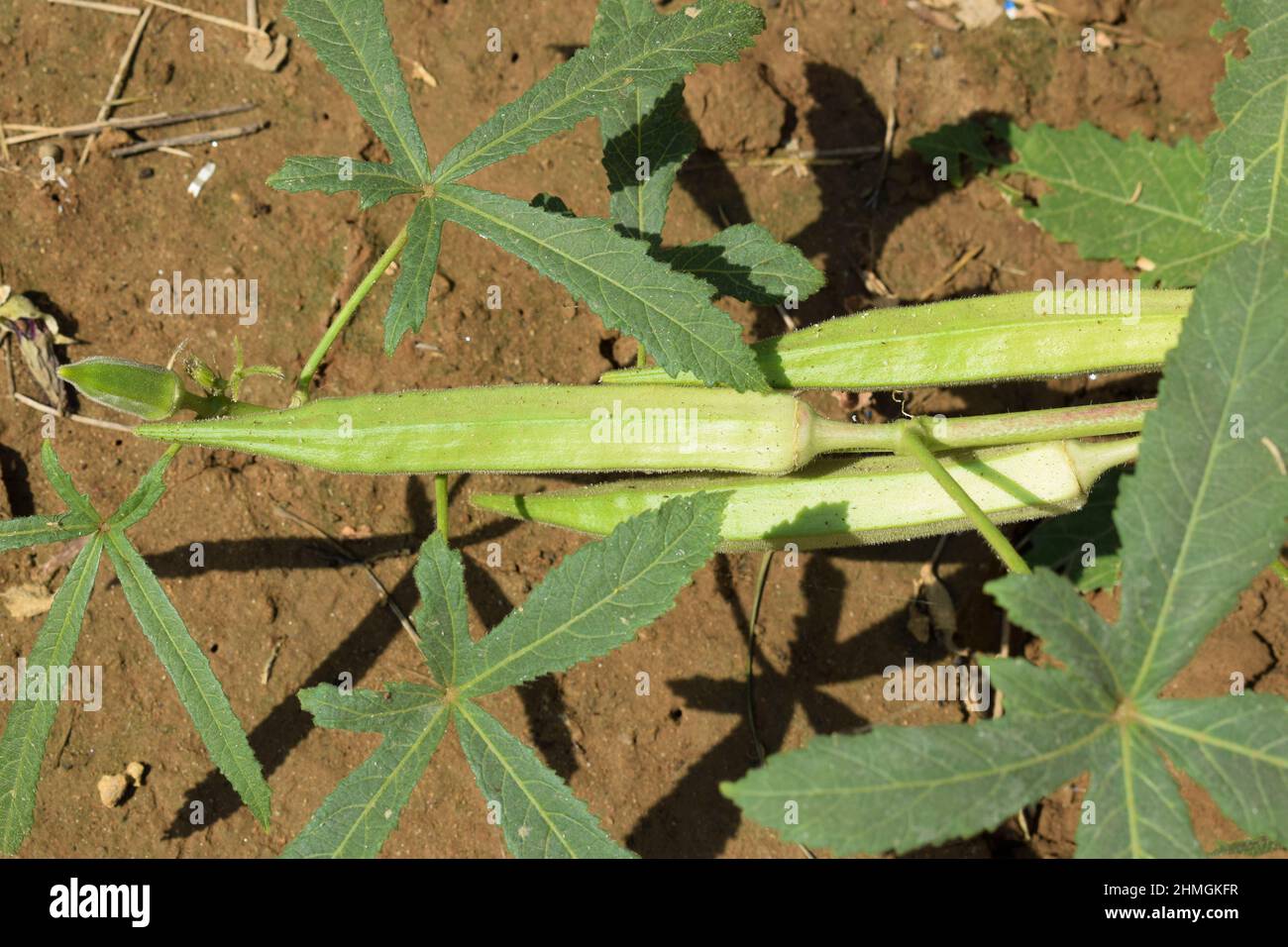 Closeup of Fresh Bhindi, Lady finger, Okra freen vegetable Abelmoschus ...