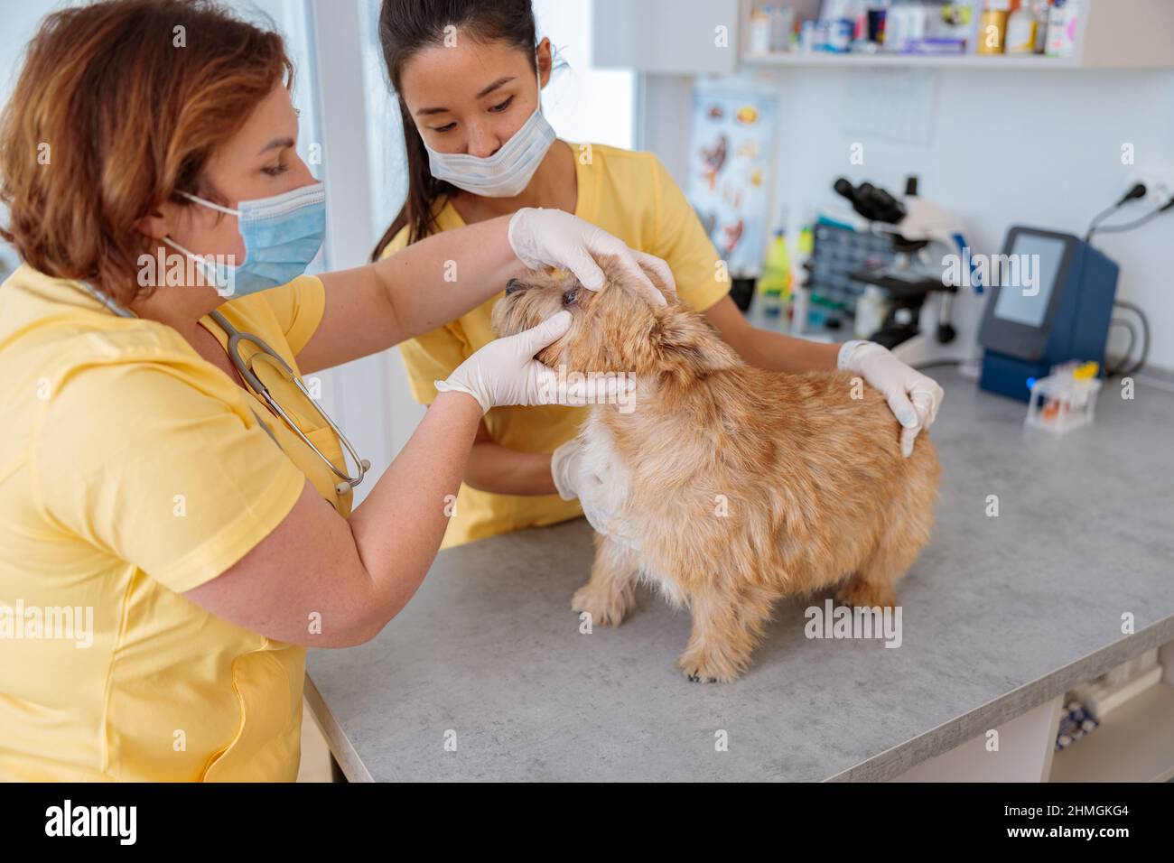 Veterinary doctor checking up pet in vet hospital Stock Photo - Alamy