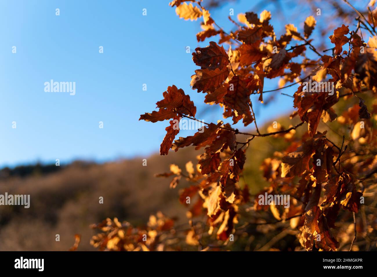 orange leaves in winter at sunset. Warm sunset light at dusk, concept ...
