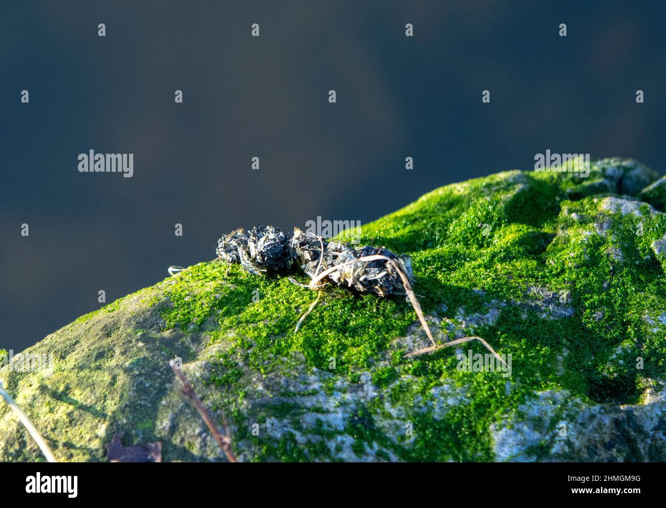 Animal droppings hi-res stock photography and images - Alamy