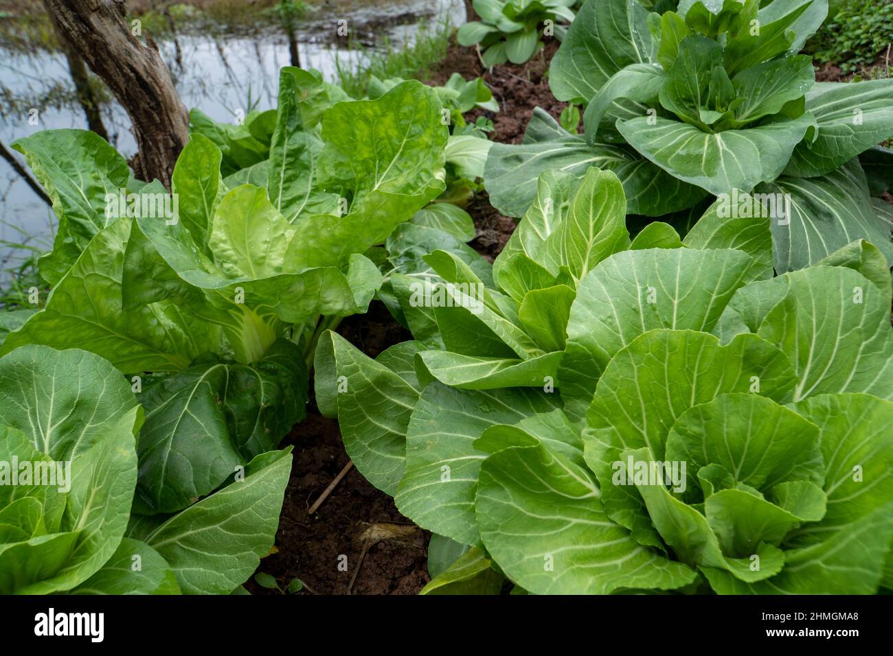Green vegetables were photographed in rural fields in Hunan Province ...