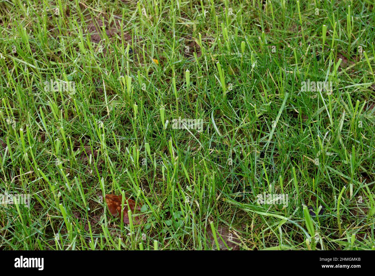 Freshly cut grass hi-res stock photography and images - Alamy