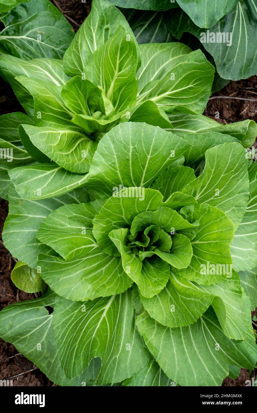 Green vegetables were photographed in rural fields in Hunan Province ...