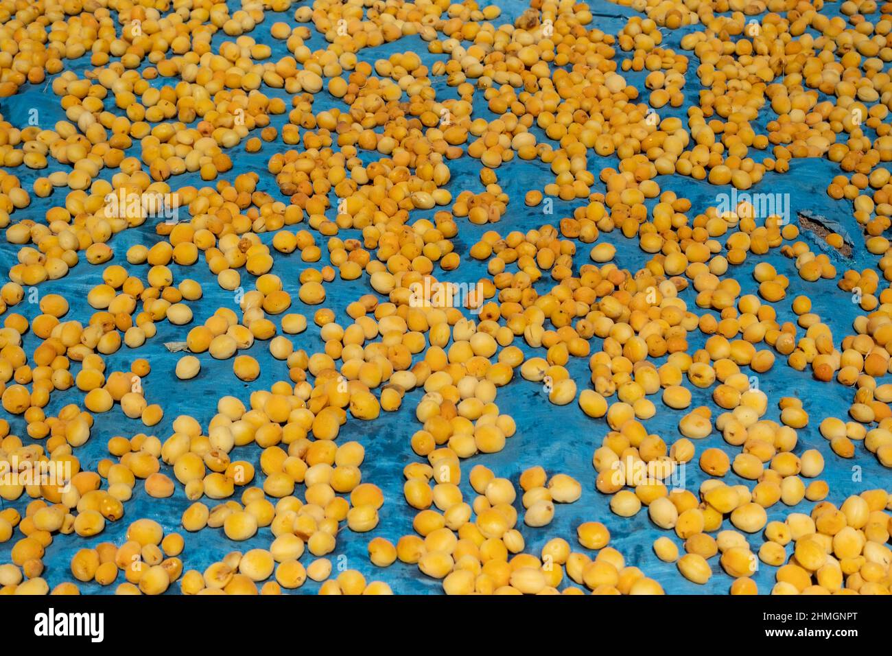 Apricot harvest has started in Malatya. Turkey's famed Malatya apricots ...