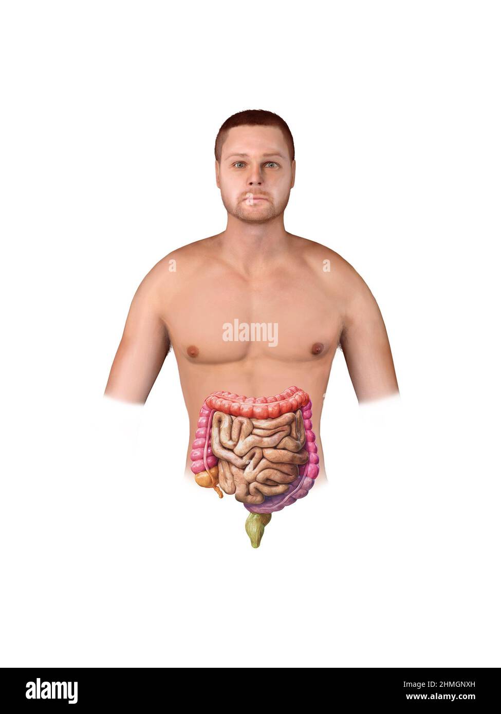 Large and small Intestine isolated on white. Human digestive system ...