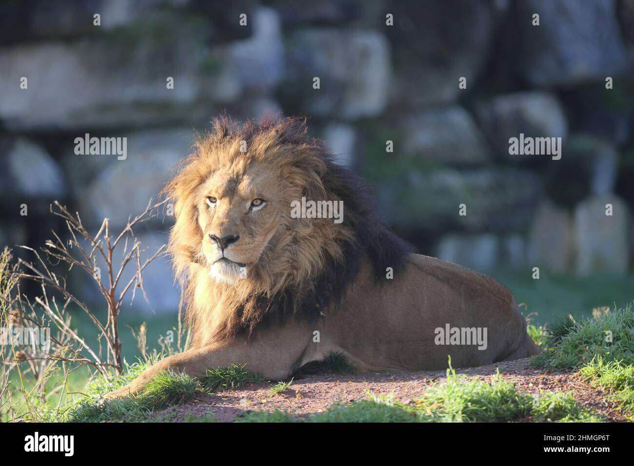 Closeup of the male lion resting with a ray of sunshine on his face ...