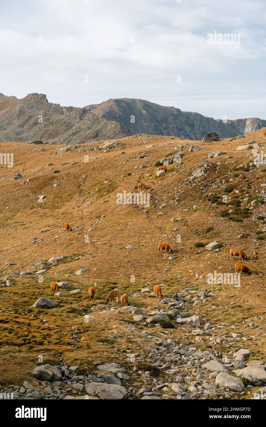 Mountain Cattle in the Pyrenees, Andorra Stock Photo - Alamy