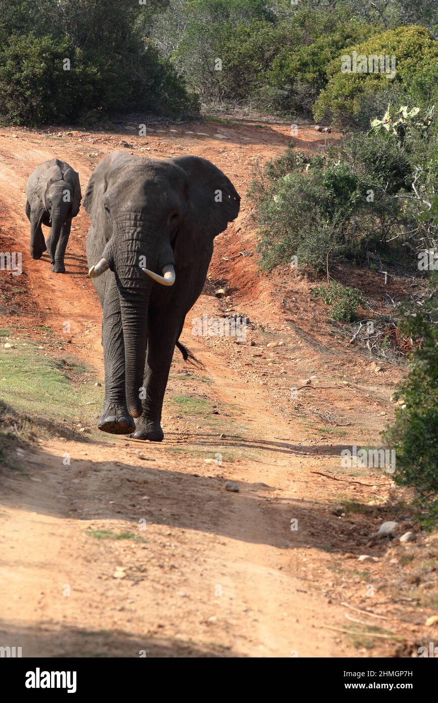 Vertical shot of the female African elephant walking along the path ...