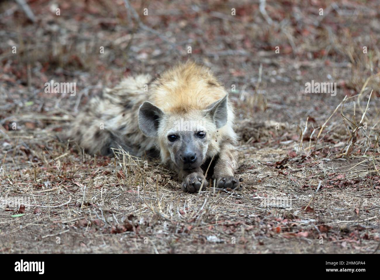 Closeup young spotted hyena hi-res stock photography and images - Alamy