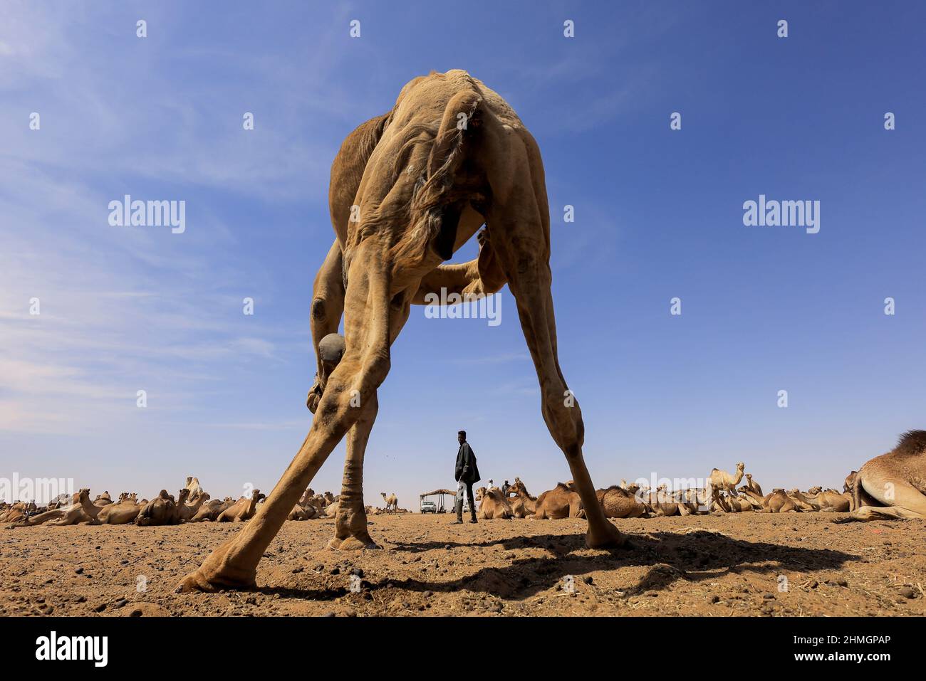 Camel guards hi-res stock photography and images - Alamy