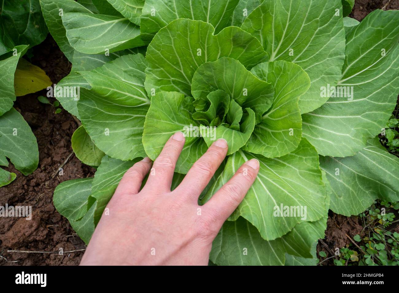 Green vegetables were photographed in rural fields in Hunan Province ...