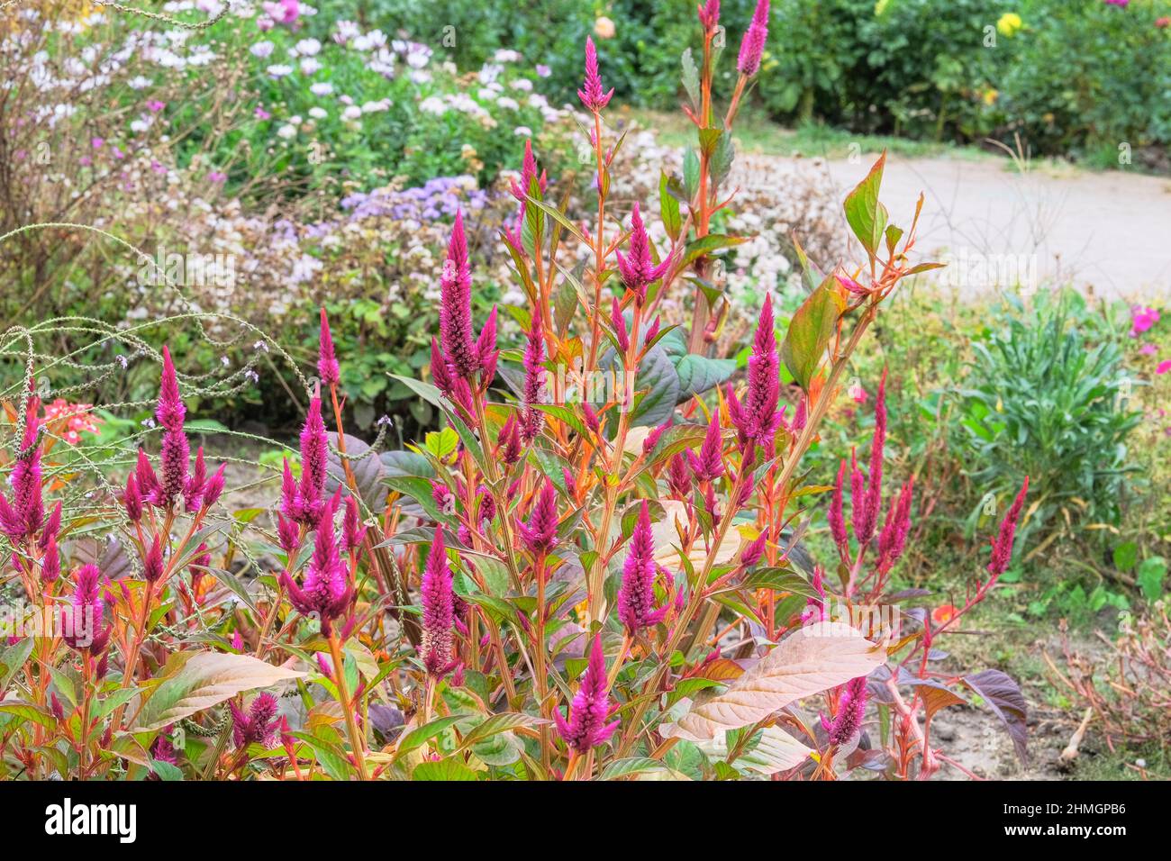 Amaranth is growing in rustic garden. Organic red Amaranth in farming ...