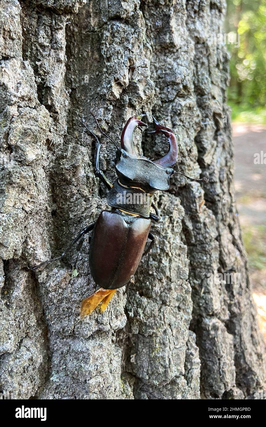 Stag-beetle are sitting on the tree in the forest. Large dark beetle ...