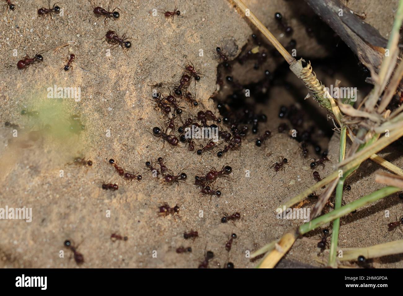 Close-up photo of A group of big ants walk outside the anthill Stock ...