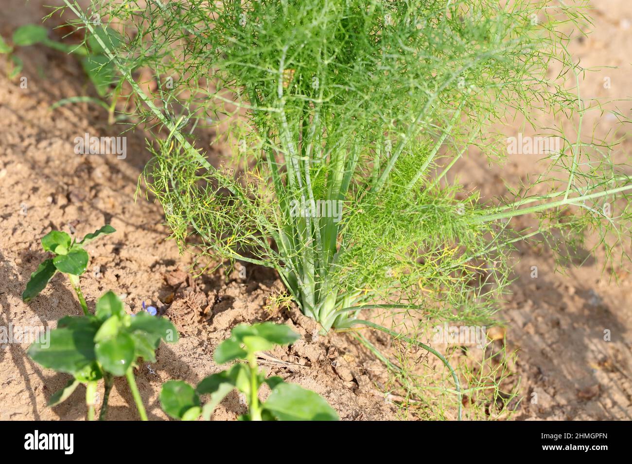 Fennel wallpaper hi-res stock photography and images - Alamy