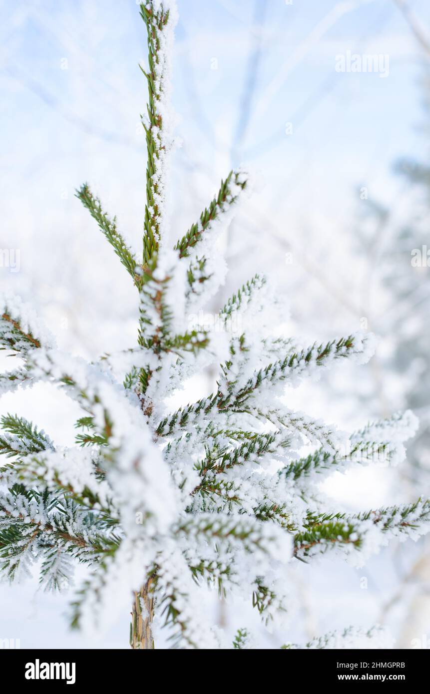 Tree in background snowy hi-res stock photography and images - Alamy