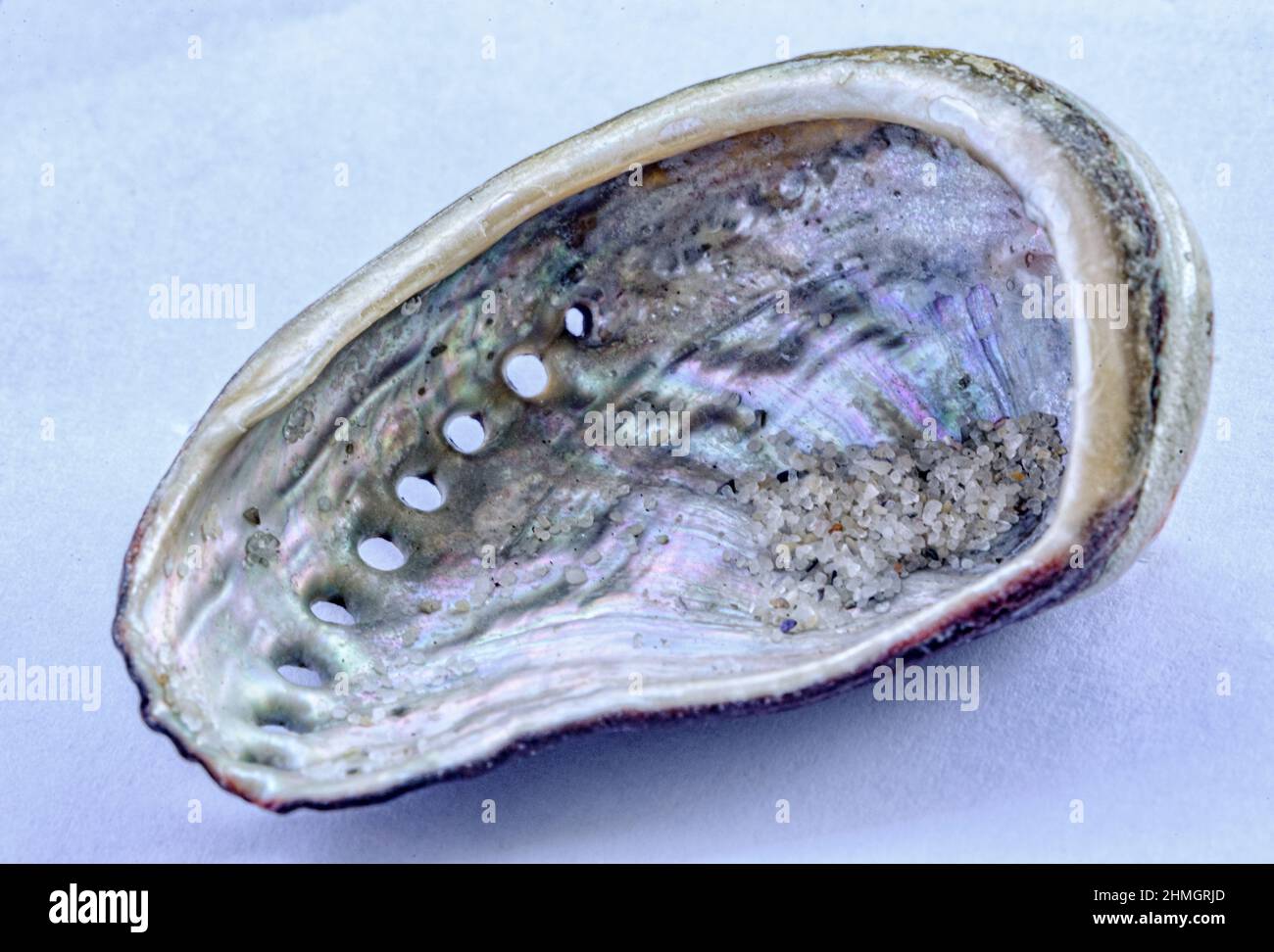 Perlemoen shell hi-res stock photography and images - Alamy
