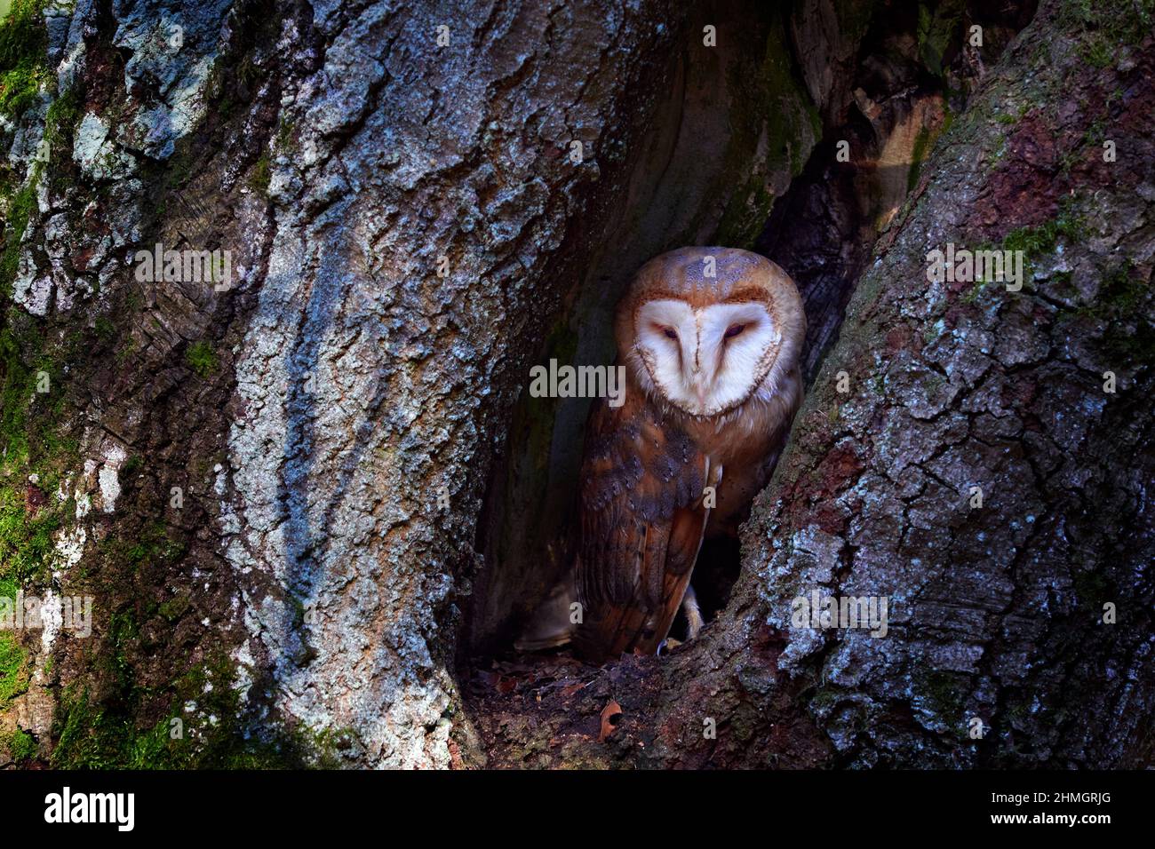 Owl in the dark forest. Barn owl, Tyto alba, nice bird sitting on the ...