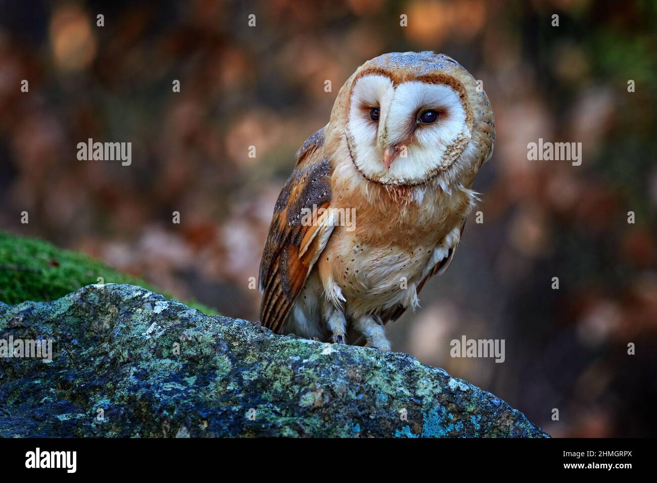 Owl in the dark forest. Barn owl, Tyto alba, nice bird sitting on the ...