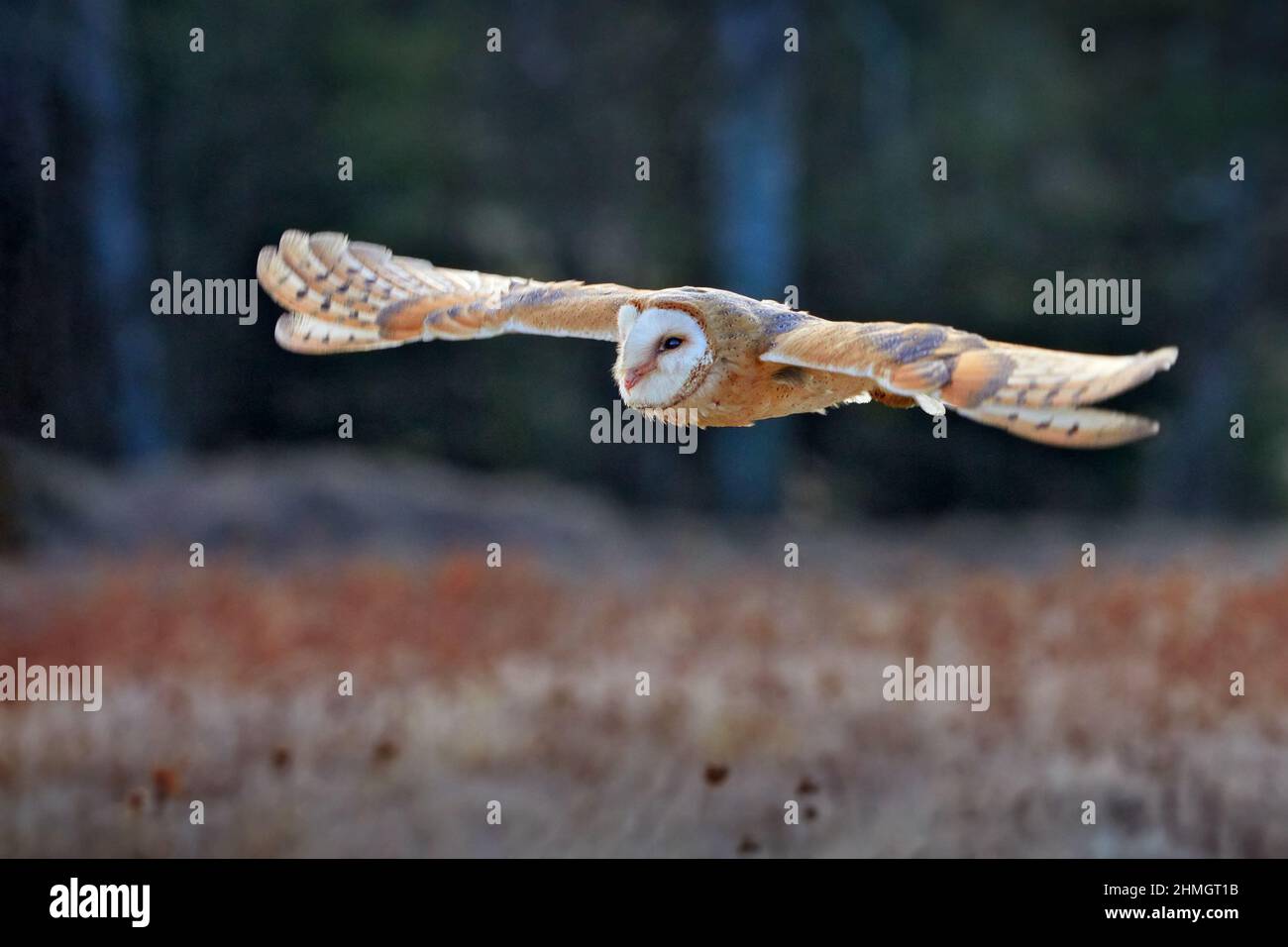 Owl fly with open wings. Barn Owl, Tyto alba, flight above red grass in ...