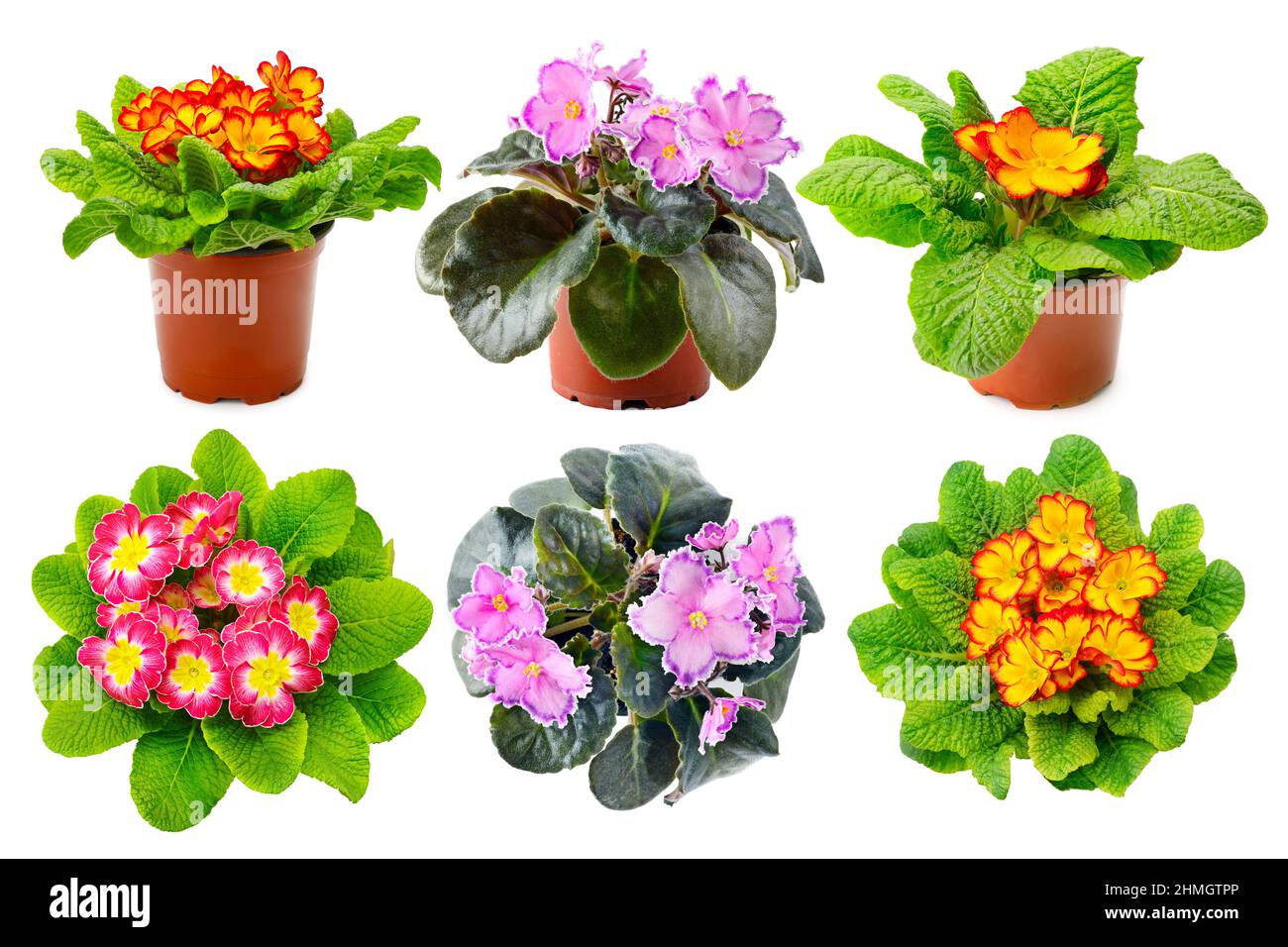 Collection multicolored fresh violets from different angles isolated on ...