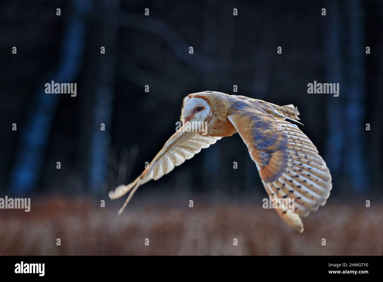 Owl fly with open wings. Barn Owl, Tyto alba, flight above red grass in ...