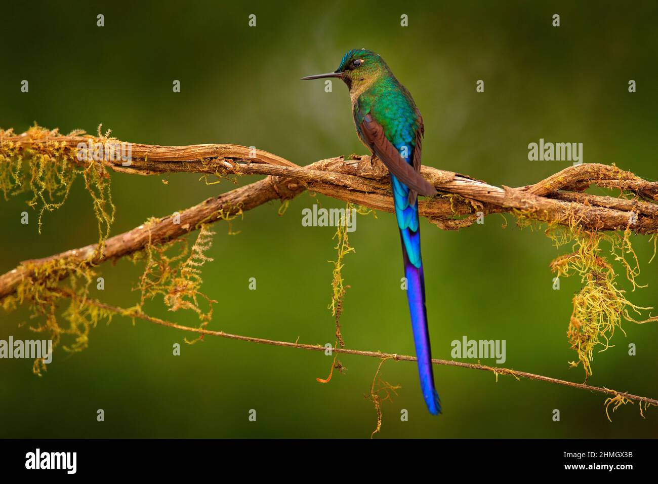 Hummingbird from Peru, wildlife from tropic jungle. Wildlife scene from ...