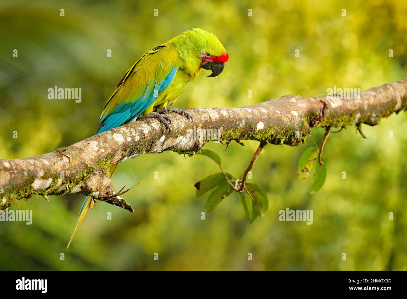 Ara ambigua, green parrot Great-Green Macaw on tree. Wild rare bird in ...