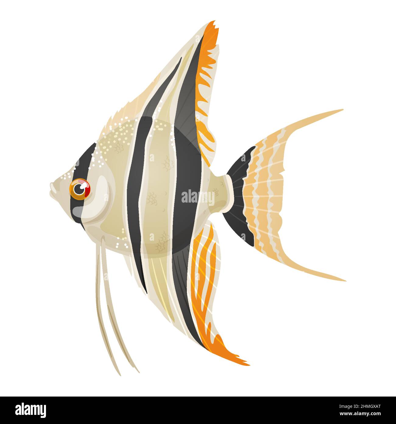 Vector illustration of freshwater aquarium angelfish, pterophyllum ...