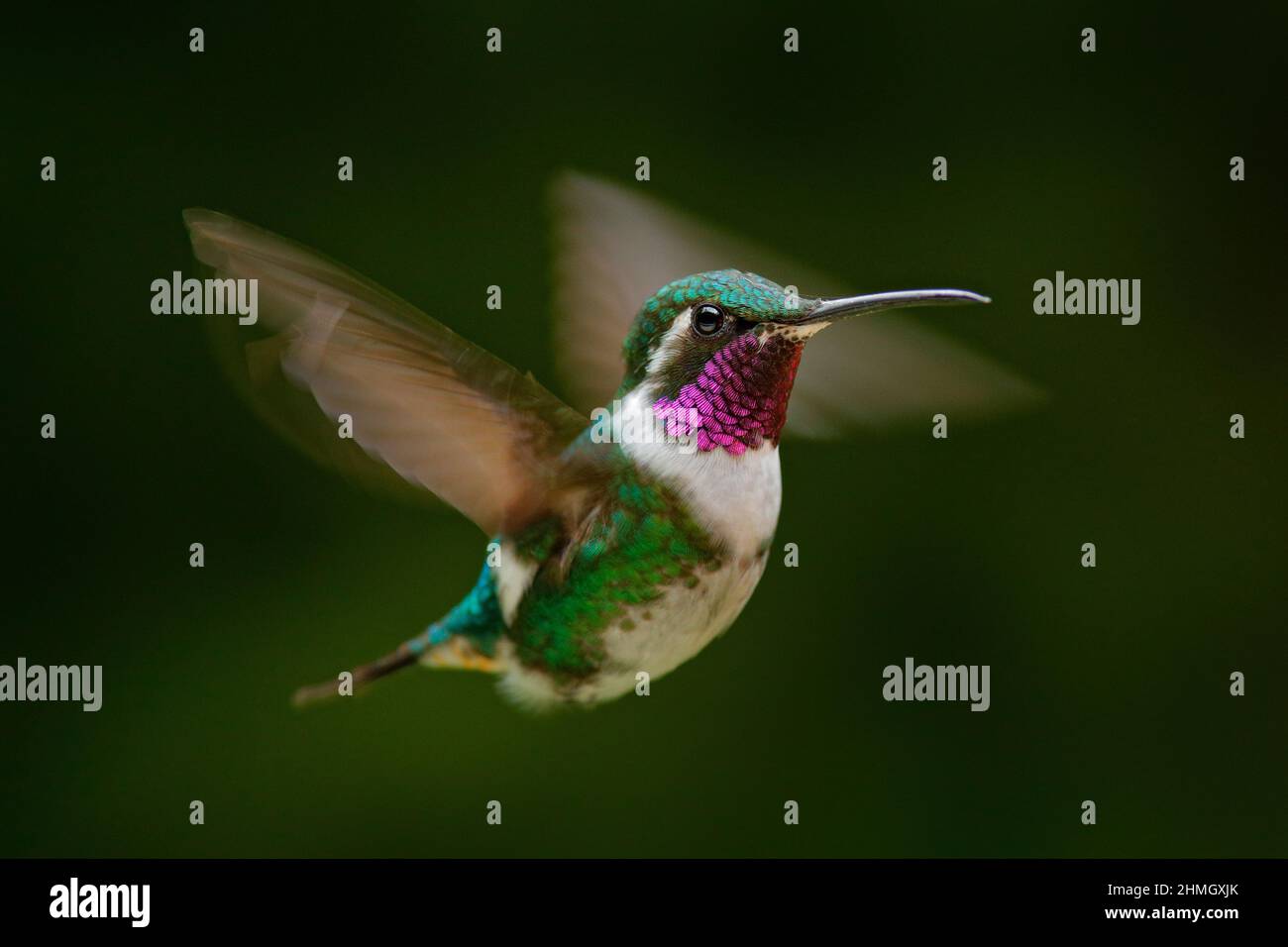 Fly detail, moving wings. White-bellied Woodstar, hummingbird with ...