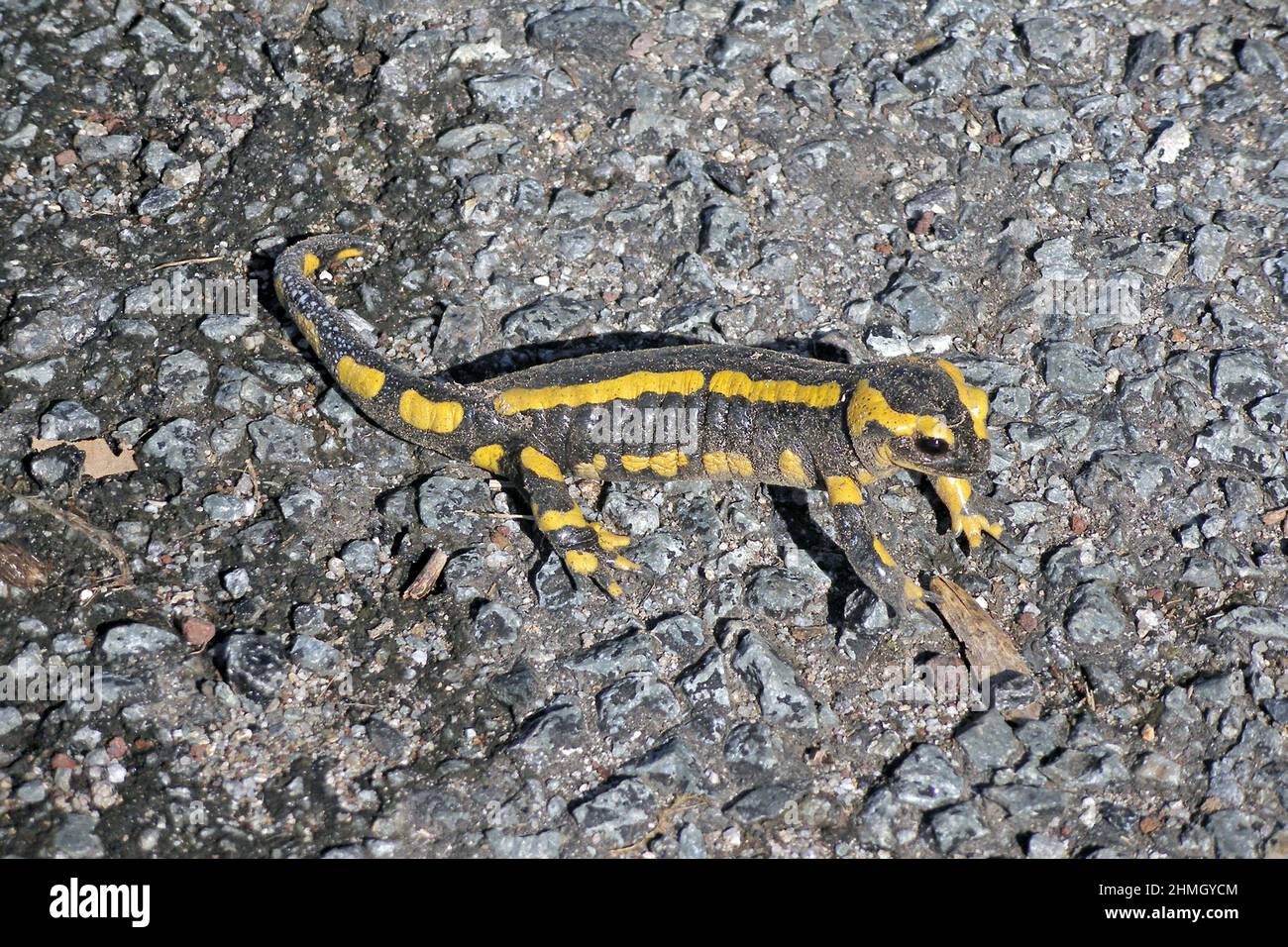 European fire salamander salamandra salamandra hi-res stock photography ...