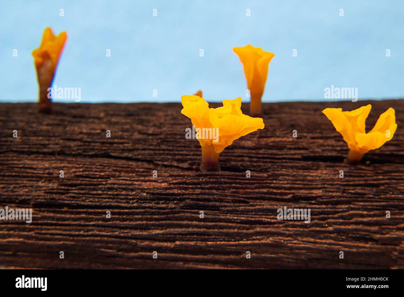 Timber fungus hi-res stock photography and images - Alamy