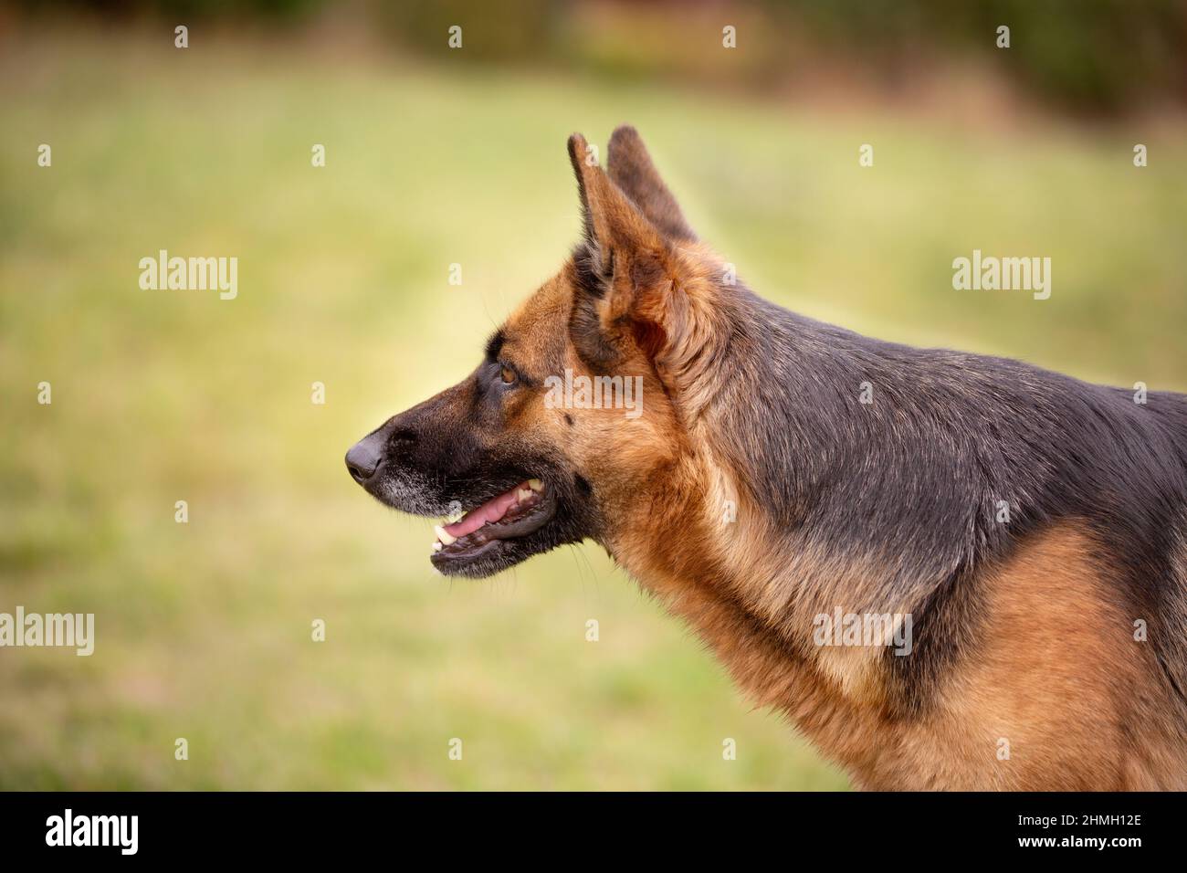 German shepherd close up hi-res stock photography and images - Alamy