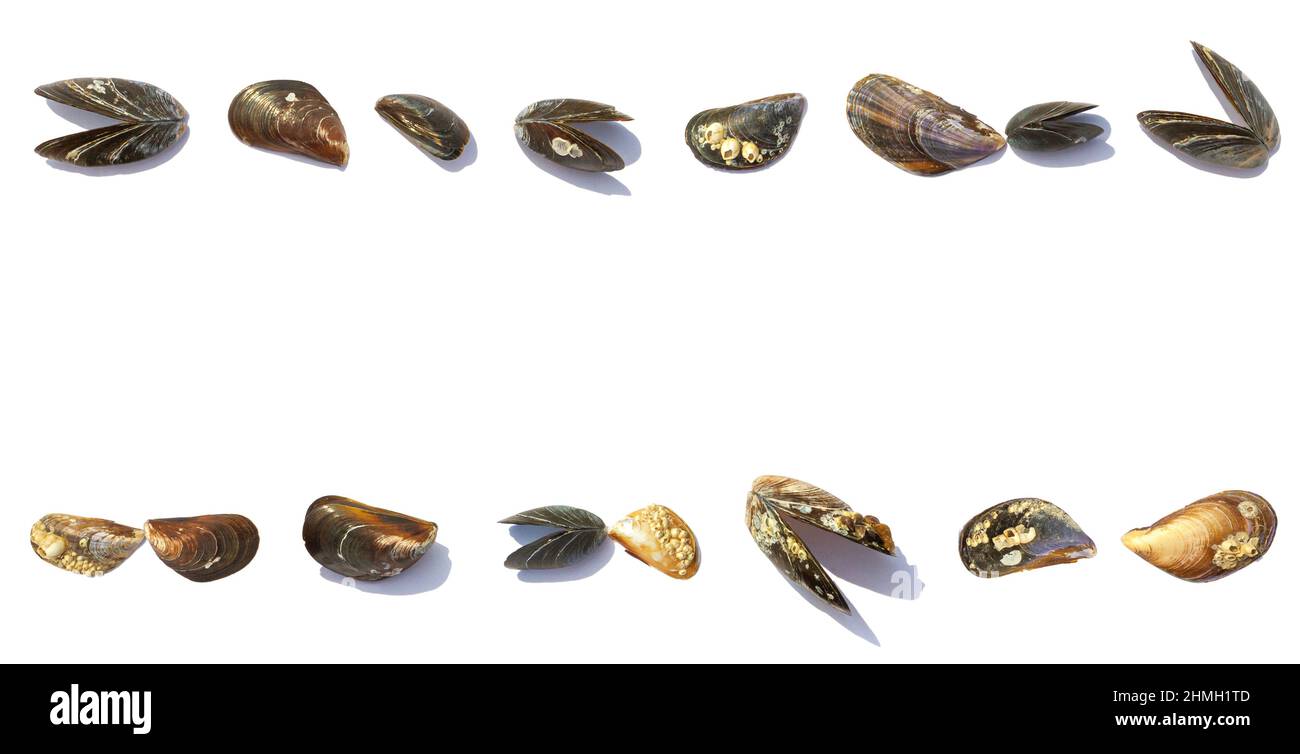 Horizontal banner made of sea mussel shells, isolated on white ...