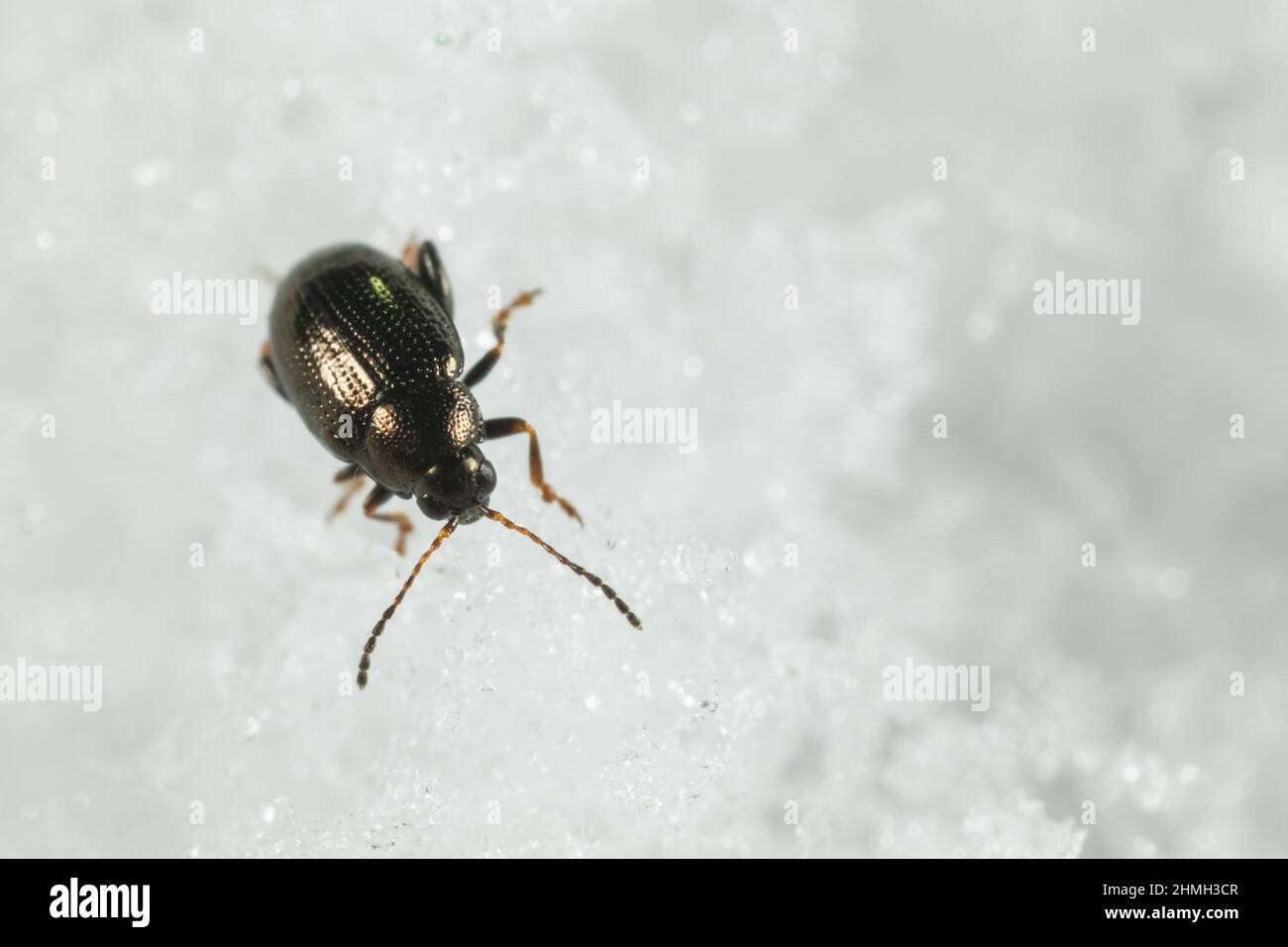 Epitrix pubescens hi-res stock photography and images - Alamy