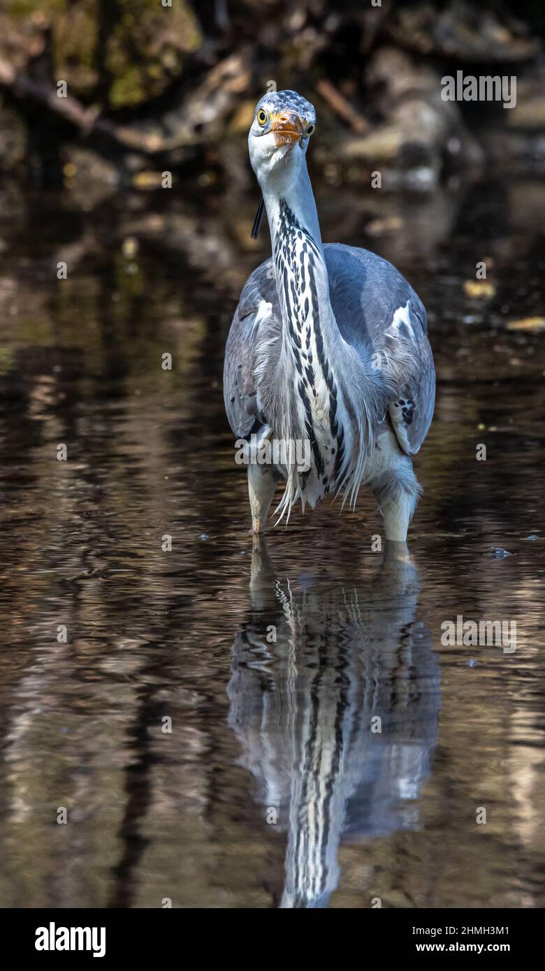 Grey heron, Ardea cinerea, a massive gray bird wading through a flat ...
