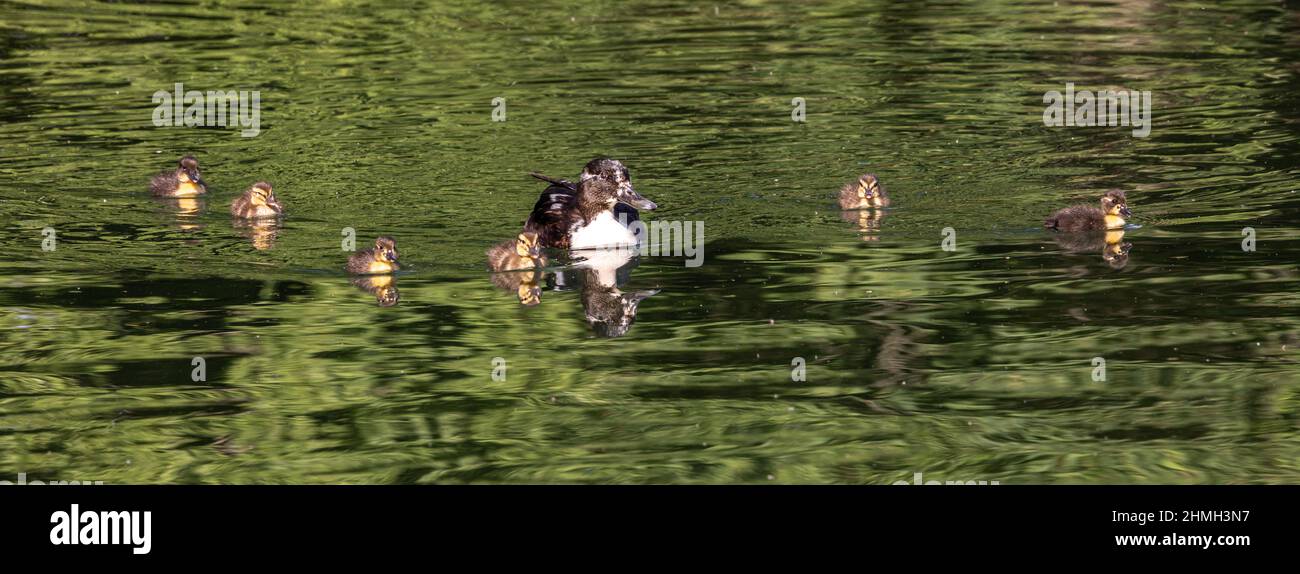 Wild duck or mallard, Anas platyrhynchos family with young goslings at ...
