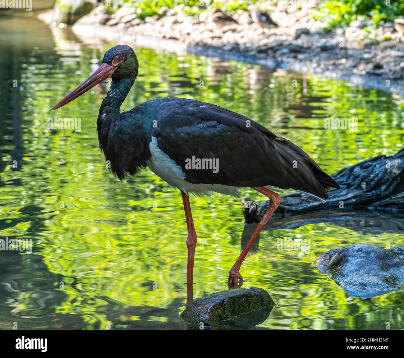The Black stork, Ciconia nigra is a large bird in the stork family ...