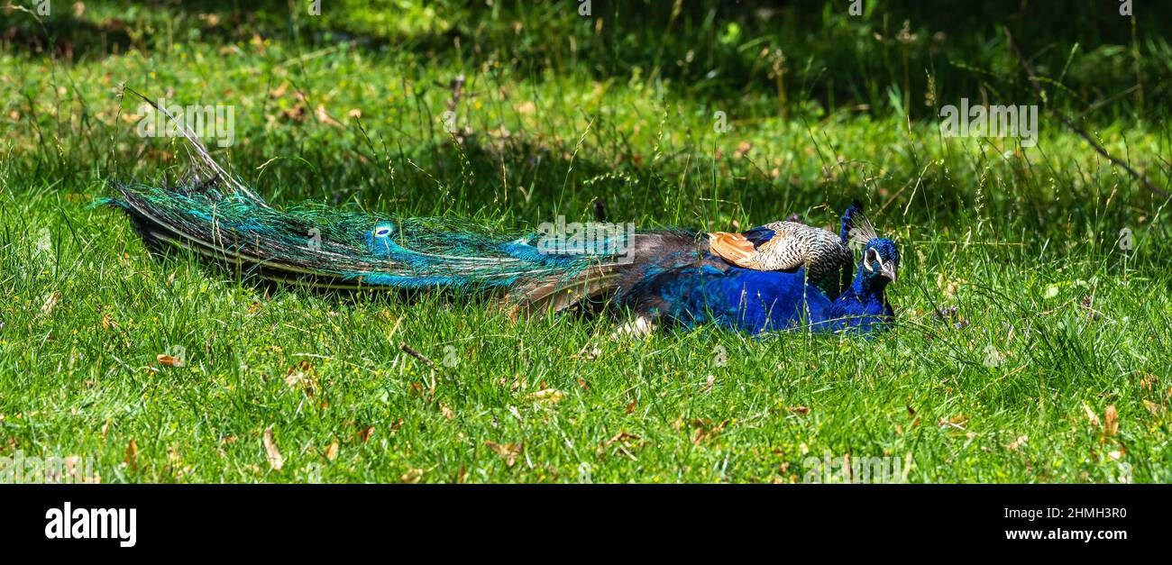The Indian peafowl or blue peafowl, Pavo cristatus is a large and ...