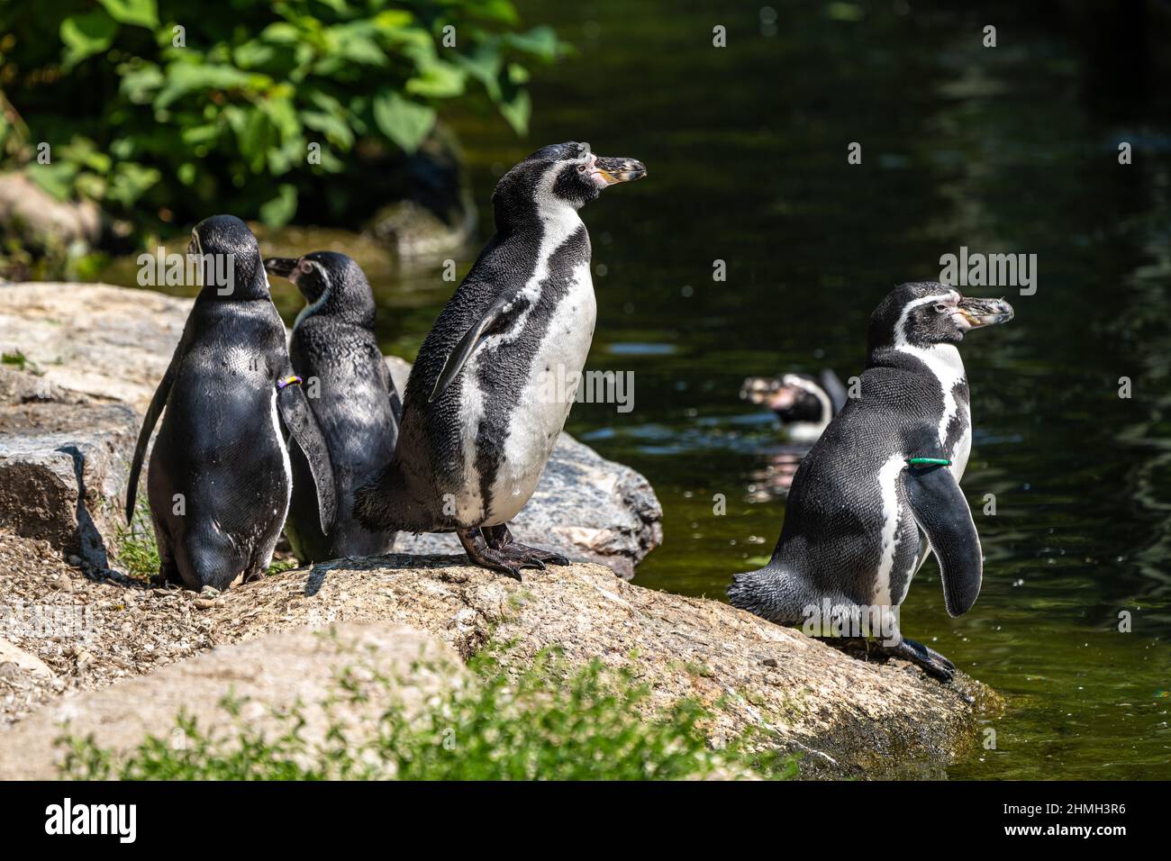 The Humboldt Penguin, Spheniscus humboldti also termed Peruvian penguin ...