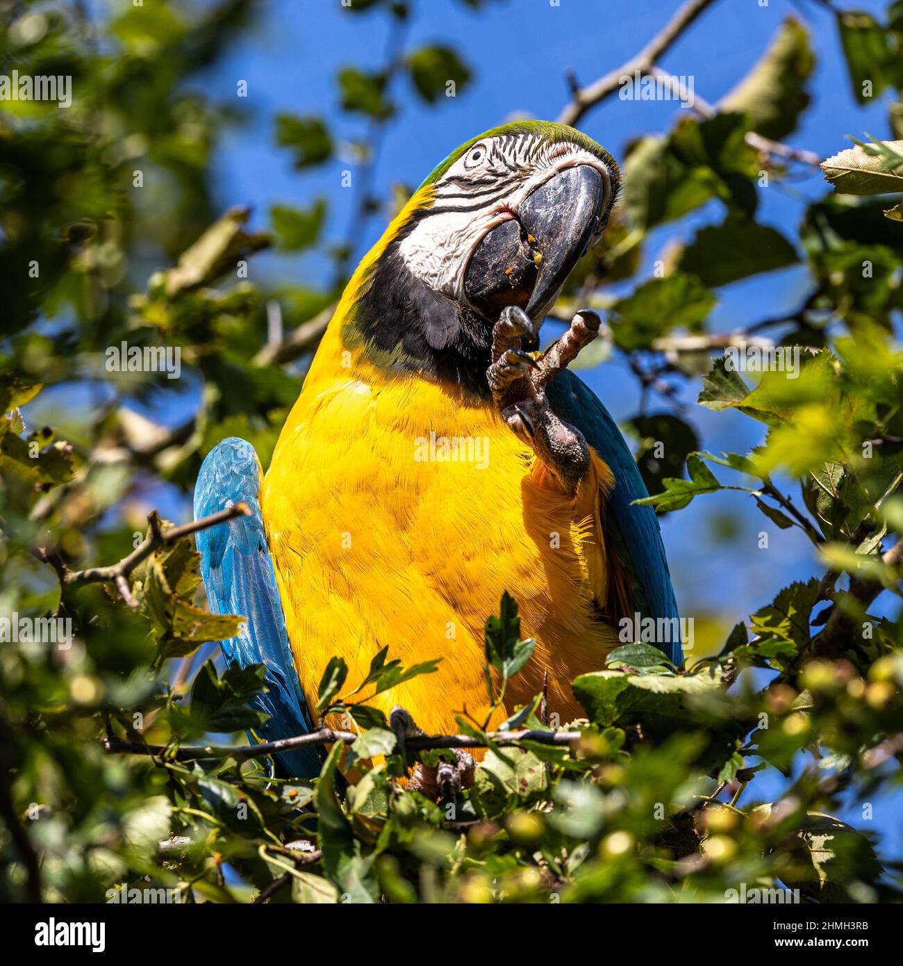 The Blue-and-yellow Macaw, Ara ararauna also known as the blue-and-gold macaw, is a large South ...