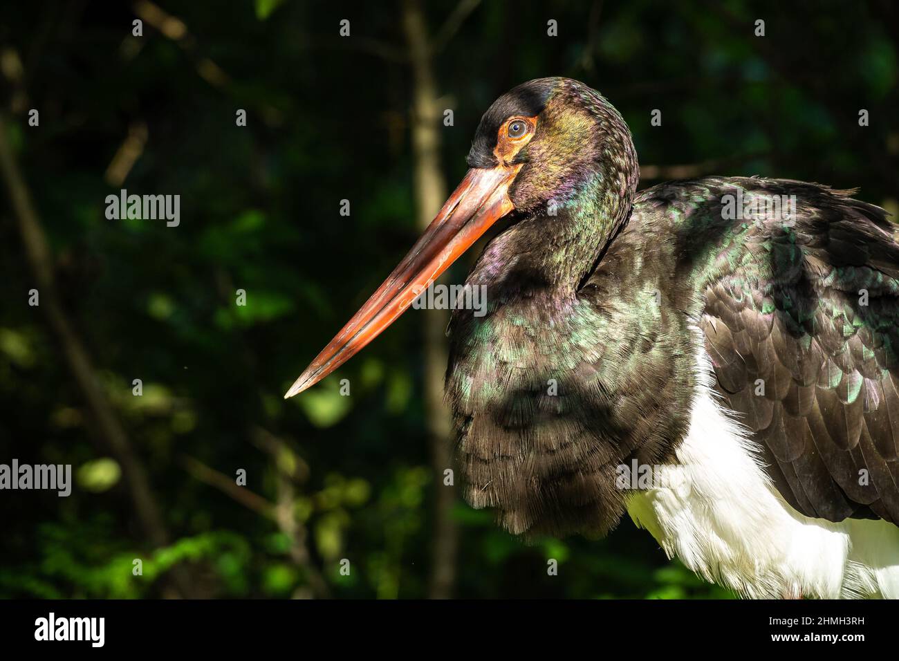 The Black stork, Ciconia nigra is a large bird in the stork family ...