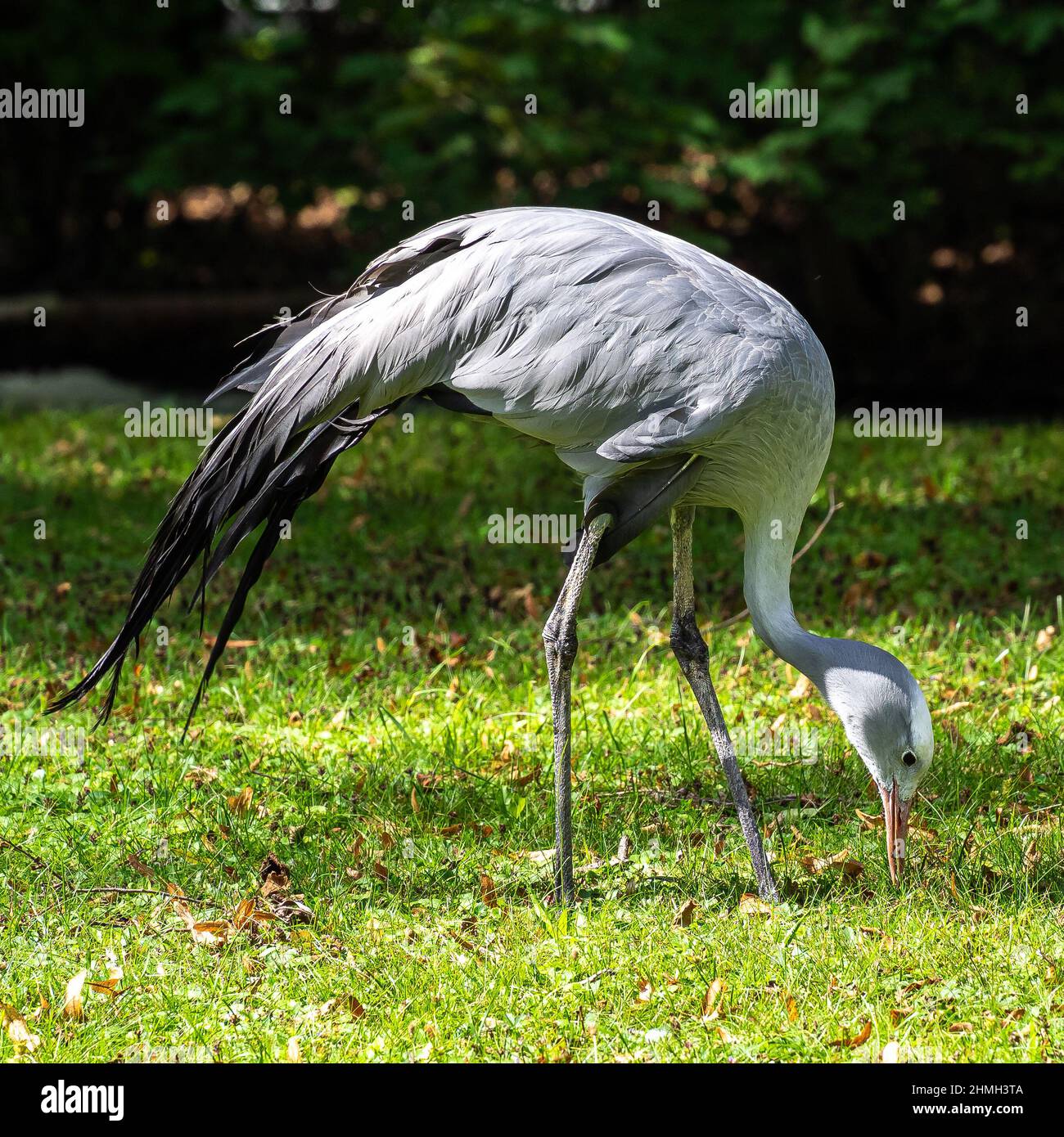 The Blue Crane, Grus paradisea, is an endangered bird specie endemic to ...