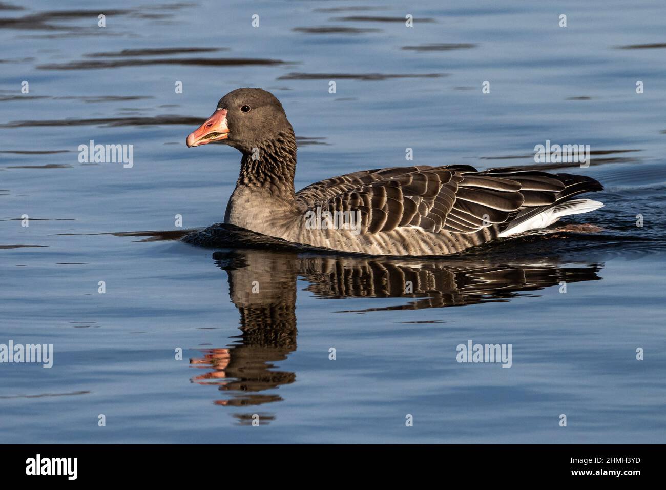 The greylag goose, Anser anser is a species of large goose in the ...