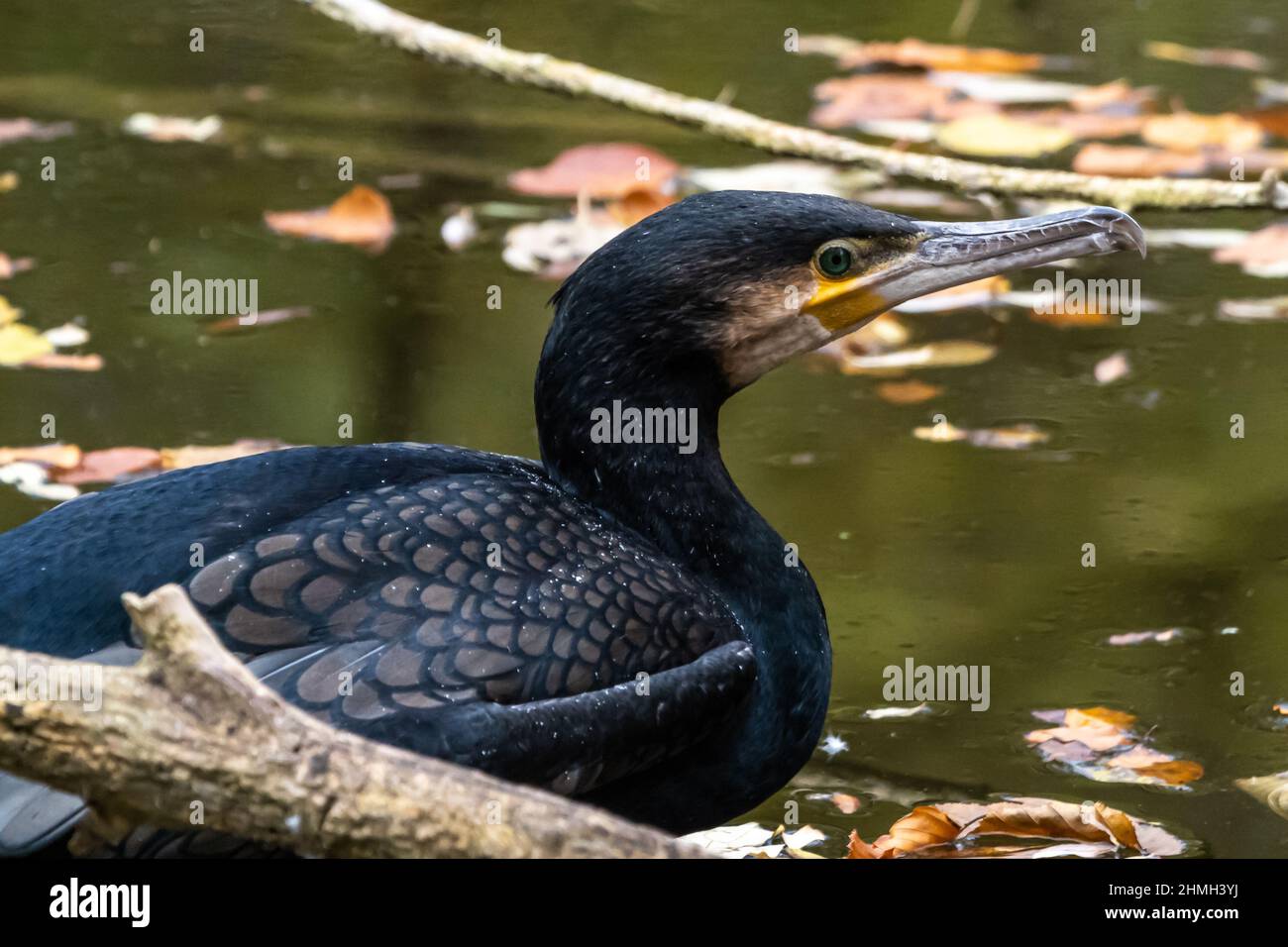 The great cormorant, Phalacrocorax carbo known as the great black ...