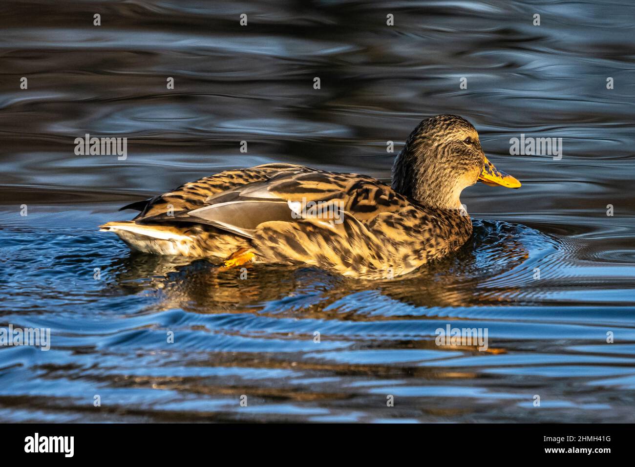 The mallard, Anas platyrhynchos is a dabbling duck. Here swimming in a ...