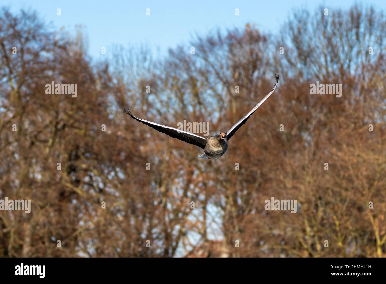 The greylag goose, Anser anser is a species of large goose in the ...