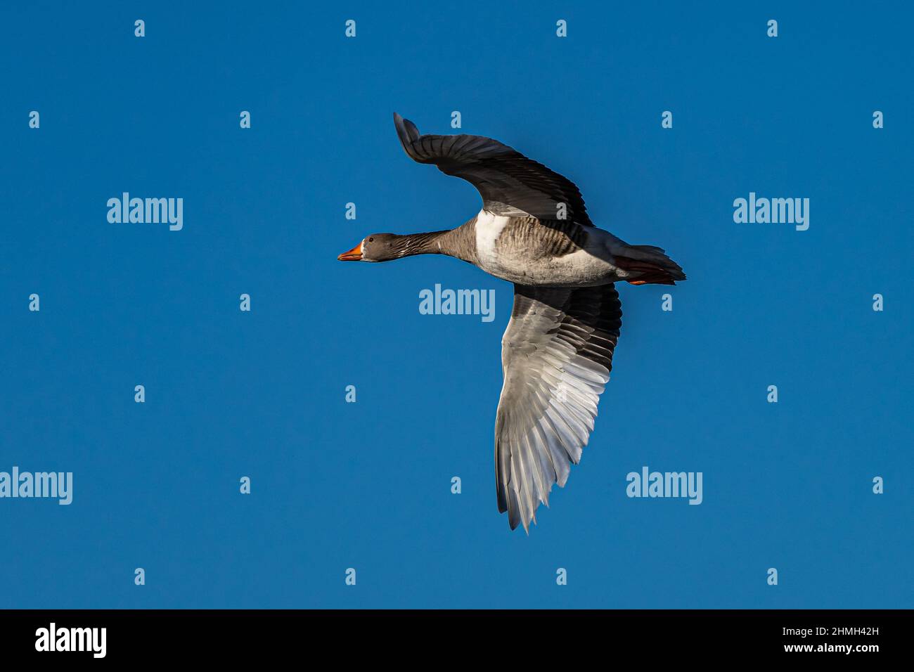 The greylag goose, Anser anser is a species of large goose in the ...