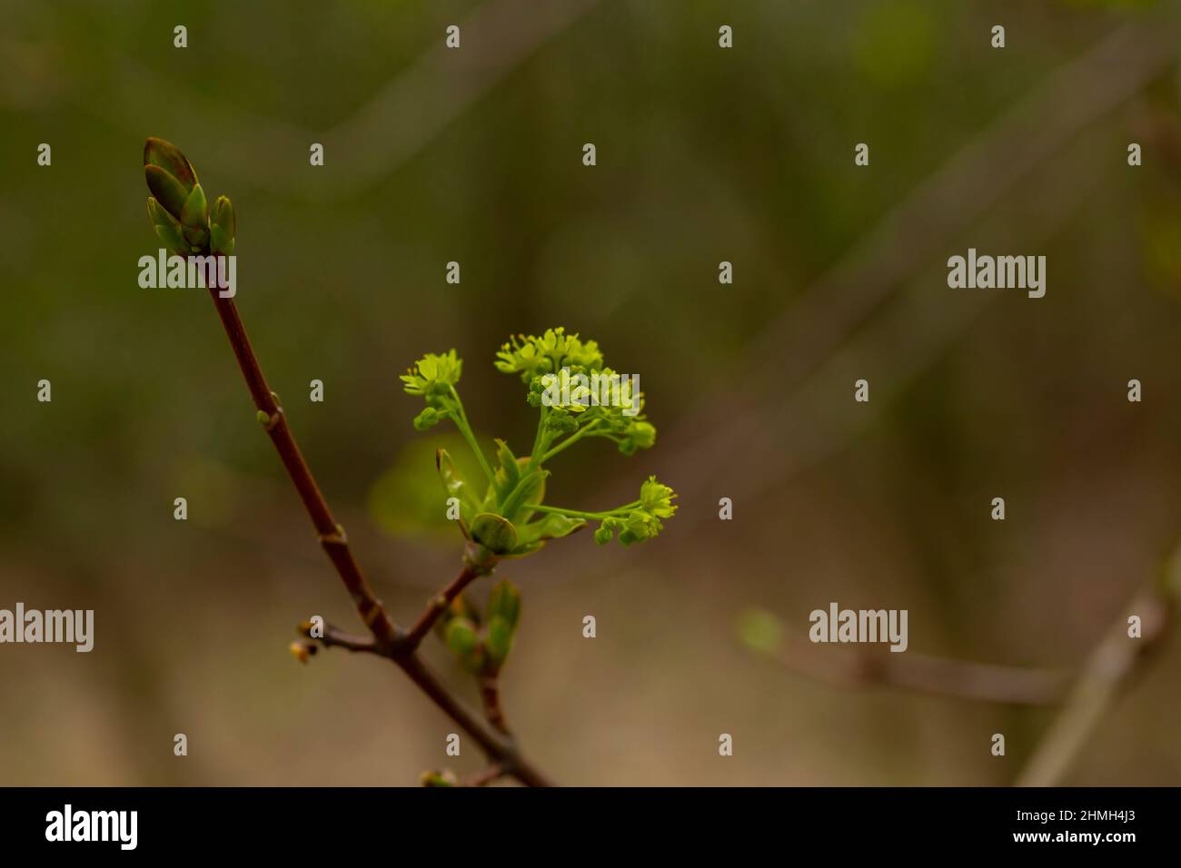 Lilac tree in spring with green fresh flower buds hi-res stock ...