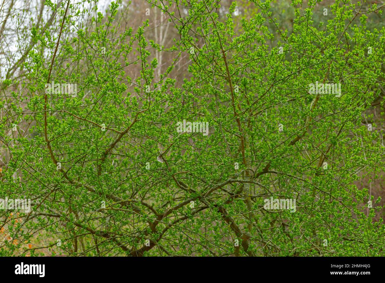Young deciduous tree in spring with thousands of new green leaves Stock ...